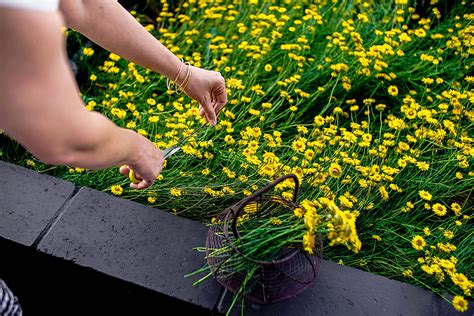 Five Steps For Drying Native Daisies Compost A Pak
