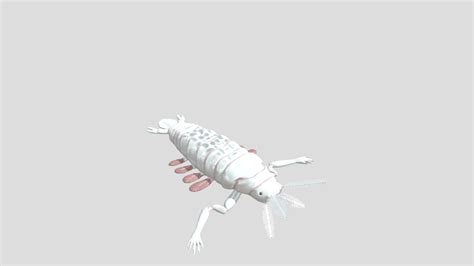 Abyssal Copepod 3d Model Sculptgl 3d Model By 3dbiawak 018beff Sketchfab