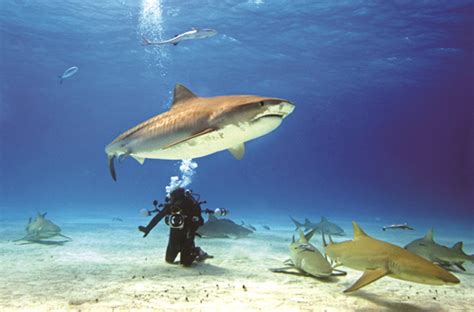 წყალქვეშა მძარცველი კვირის პალიტრა