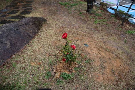 조개 줍는 여인들