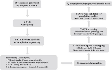 Flowchart Of Methodological Procedures For Y Snp Characterization Download Scientific Diagram