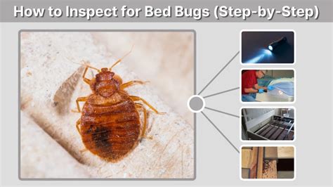 Signs Of Bed Bugs Early Detection Symptoms And Inspection Guide