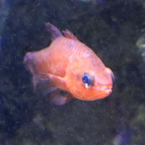 Mediterranean Cardinalfish