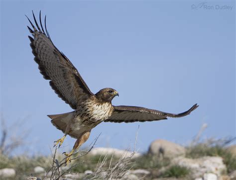 West Desert Red Tailed Hawk Feathered Photography
