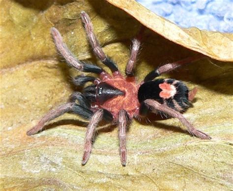 Cyriocosmus Elegans Trinidad Dwarf Love The Little Heart Shape On It
