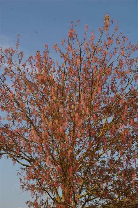 Acer Negundo Acer Negundo Landscape Plants Oregon State University