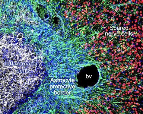 Ingrid Fadelli Journalist Profile Intelligent Relations