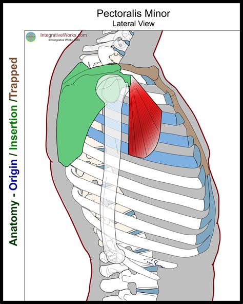 Pectoralis Minor Anatomy Perspectives Etsy
