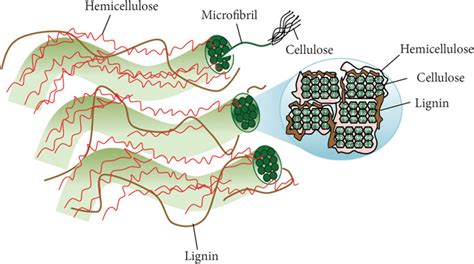 Ultrastructure Of Plant Cell Wall And Microfibril With Cellulose