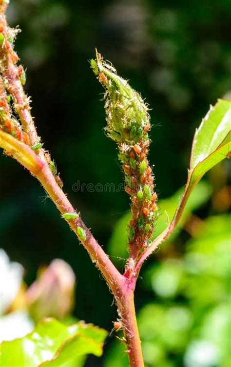 Green Aphid Aphidoidea Hemiptera On A Bud Of A Decorative Rose