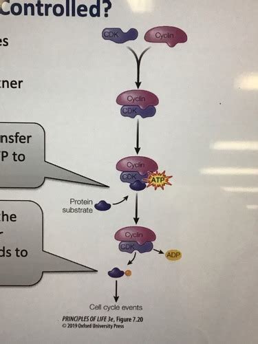 Biol Lecture 16 Recording Notes 102 Flashcards Quizlet