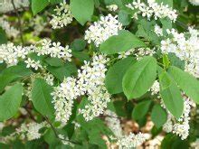 Черемуха обыкновенная - описание и фото, популярные сорта, особенности ...