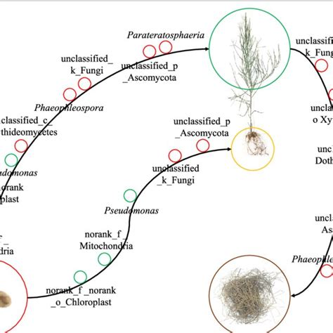 Vertical Transmission Of The Core Microbiome From Seeds To Branchlets Vertical Transmission Of The Core Microbiome From Seeds To Branchlets