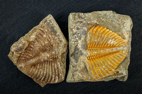 Fossilized Trilobites On Stone Stock Image Image Of Artifact Sediment 360243189