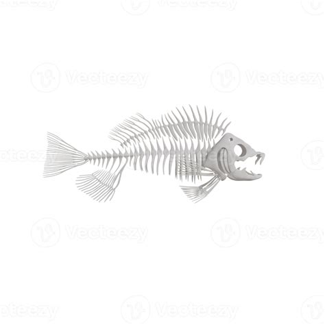 3d Render Of Perch Skeleton 54678373 Png