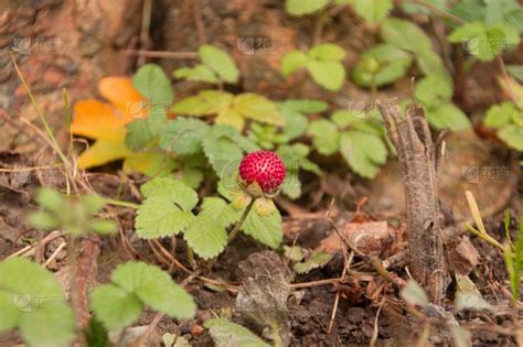 野草莓 森林 自然 水平画幅 绿色 秋天 无人 户外 野生植物 红色