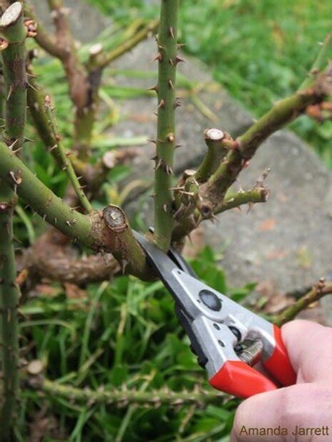 Pruning Roses The Garden Websitecom