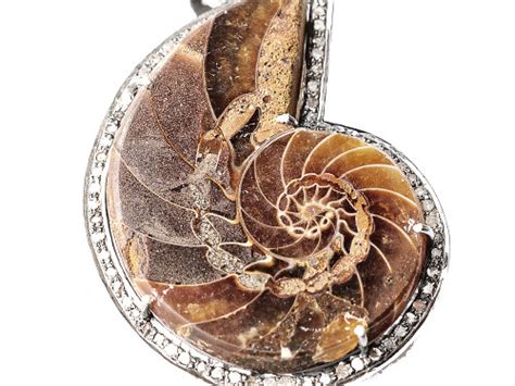 Fossilized Nautilus Shell Susan Standeffer Designs