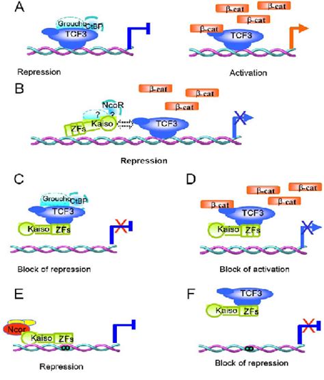 Models For Mutual Interference Of Dna Binding Functions By Kaiso And