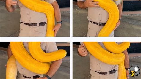 شکار مار پیتون بزرگ توسط مرد فیلو