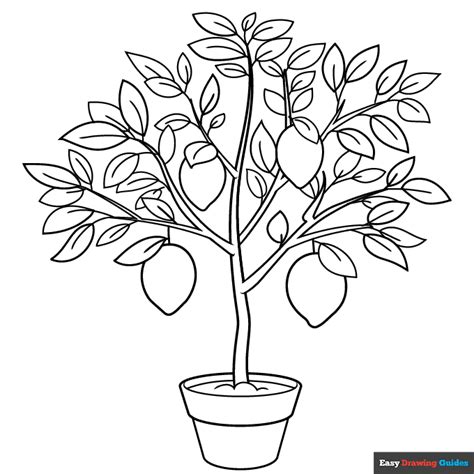 Lemon Tree Coloring Page Easy Drawing Guides