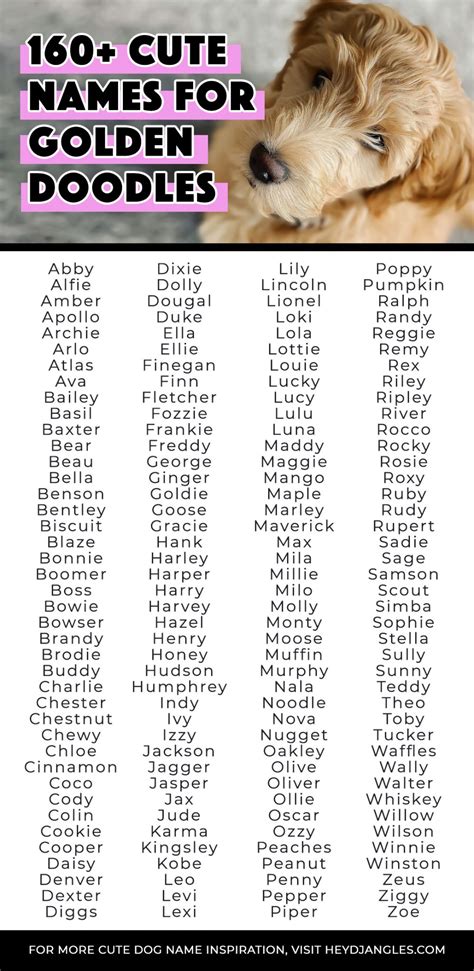 160 Cute Names For Goldendoodles Male And Female Hey Djangles