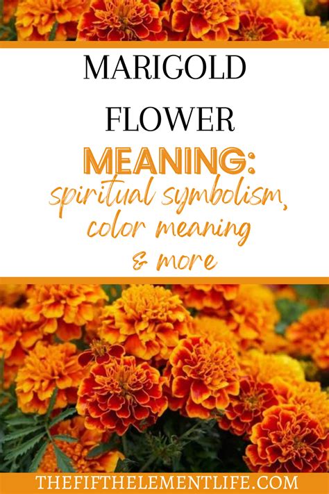Marigold Flower Meaning Symbolism And Significance Revealed