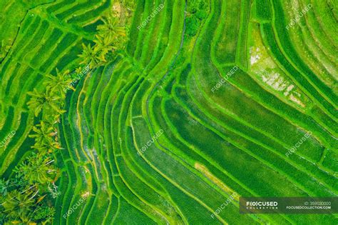 Drone View Of The Bali Rice Terraces Jatiluwih Rice Terrace Tabanan