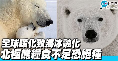 全球暖化致海冰融化 北極熊糧食不足恐絕種！