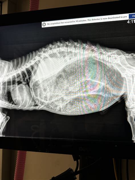 Any Guesses On Whats On This X Ray R Vettech