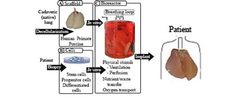Strategies For Whole Lung Tissue Engineering Ieee Transactions On