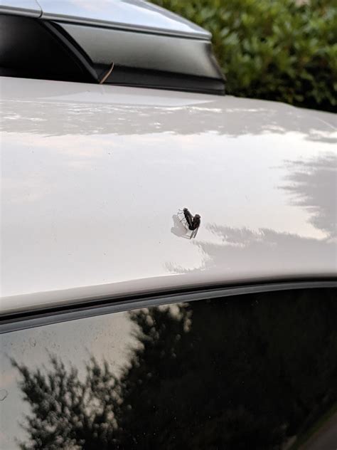 These Flies Having Sex On My Car R Mildlyinteresting