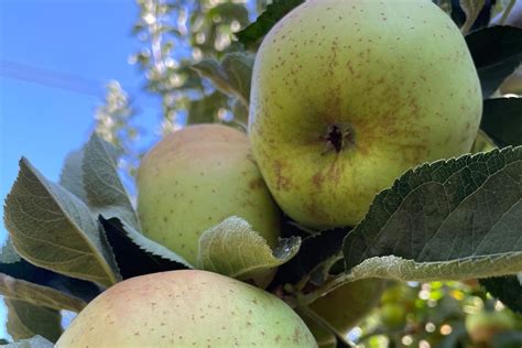 La Mela Renetta Cofruits Protagonista Del Natale Gusto Salute E