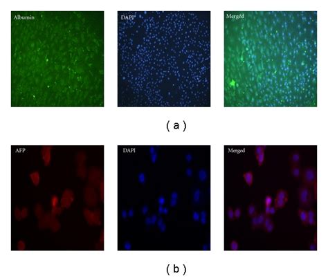 Immunofluorescence Staining For Several Hepatocyte Specific Markers In