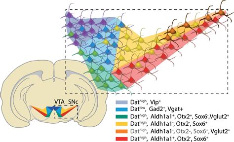 Frontiers Toward Generating Subtype Specific Mesencephalic
