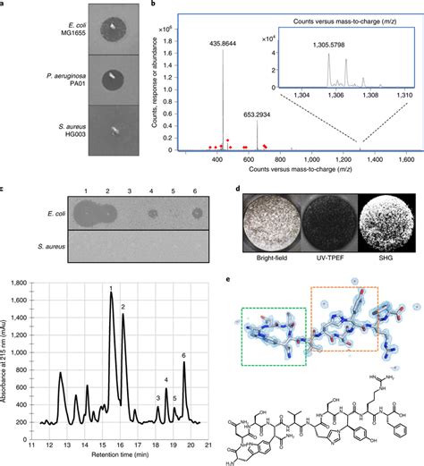 Identification Of Dynobactin A From P Australis A Lawn Bio Assay Of