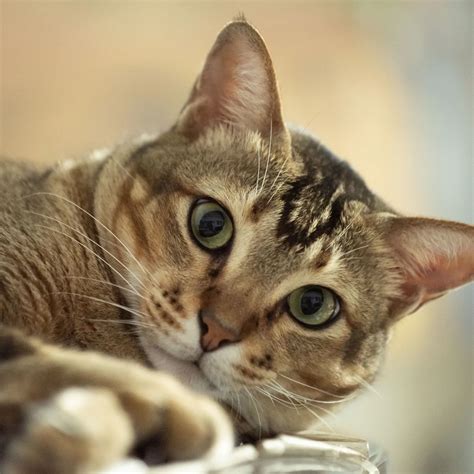 Armada Liu Armadaliuart • Instagram Photos And Videos