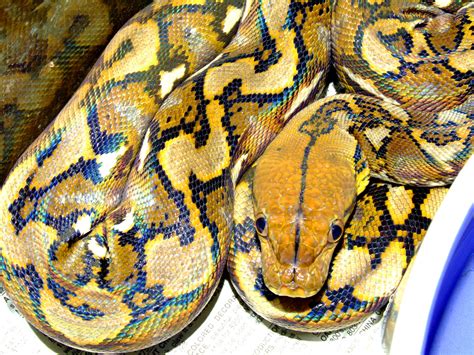 Super Dwarf Retic By Pitbulllady On Deviantart