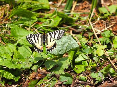 ヒメギフチョウギフチョウイエローバンド 茨城蝶遊記Ⅱ