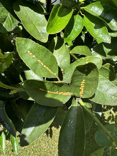Whats This On The Lime Tree Leaves R Gardening