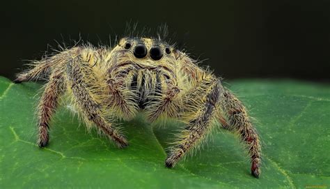 Виноградный паук 72 фото