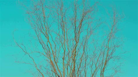 Bare Tree Stock Video Footage For Free Download