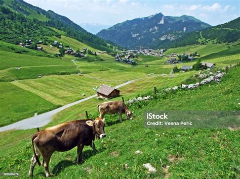 리히텐슈타인 알프스 산맥의 경사면과 말분탈 알프스 계곡 위의 초원과 목초지에 있는 소들 말분 리히텐슈타인 리히텐슈타인 중앙 유럽에 대한 스톡 사진 및 기타 이미지 Istock