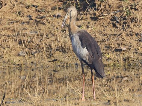 Asian Openbill Ebird