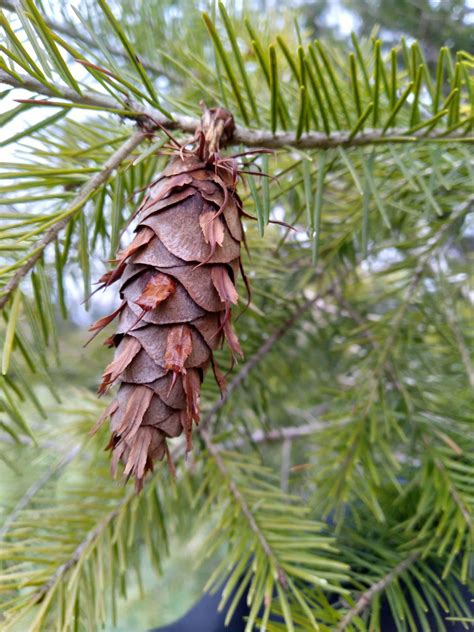 Douglas Fir Tree Cone