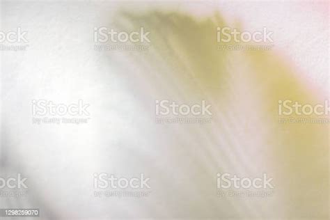 벽 콘크리트 배경에 화려한 색상 그림자 손바닥 잎 실루엣 추상적 인 열대 잎 천연 무늬 여름 디자인 부드러운 이미지 배경 0명에 대한 스톡 사진 및 기타 이미지 Istock