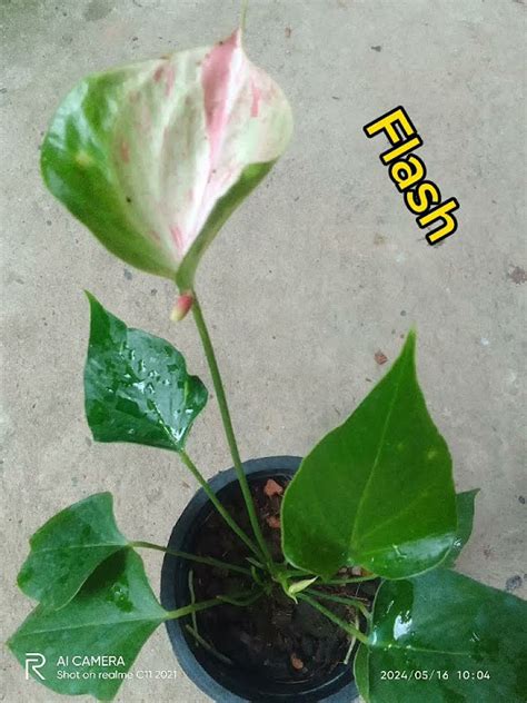 මේ ප්ලෑෂ් එක රු 1500 න් දෙනවා අඩියක් පමණ උස එක් අයෙකුට පමණි පළමු ඕඩරයට Whatspp 0704330421 Youtube