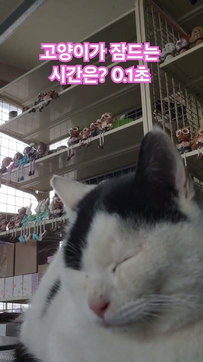 고양이가 잠드는 시간은 0 1초 ㅎㅎ Cat Catdaily 냥춘기 고양이 묘비 Cute 길냥이 Youtube