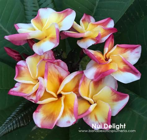 Nui Delight Plumeria