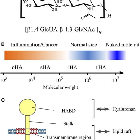 The Structure And Size Of Hyaluronan And Its Interaction With Cd44 In